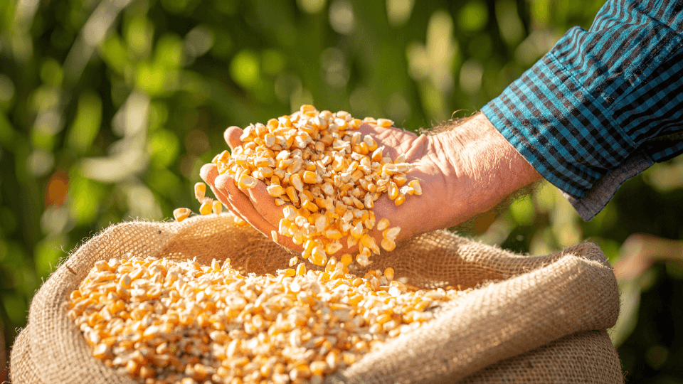 Futuro de milho: novo índice acompanha o desempenho da commodity - Bora ...