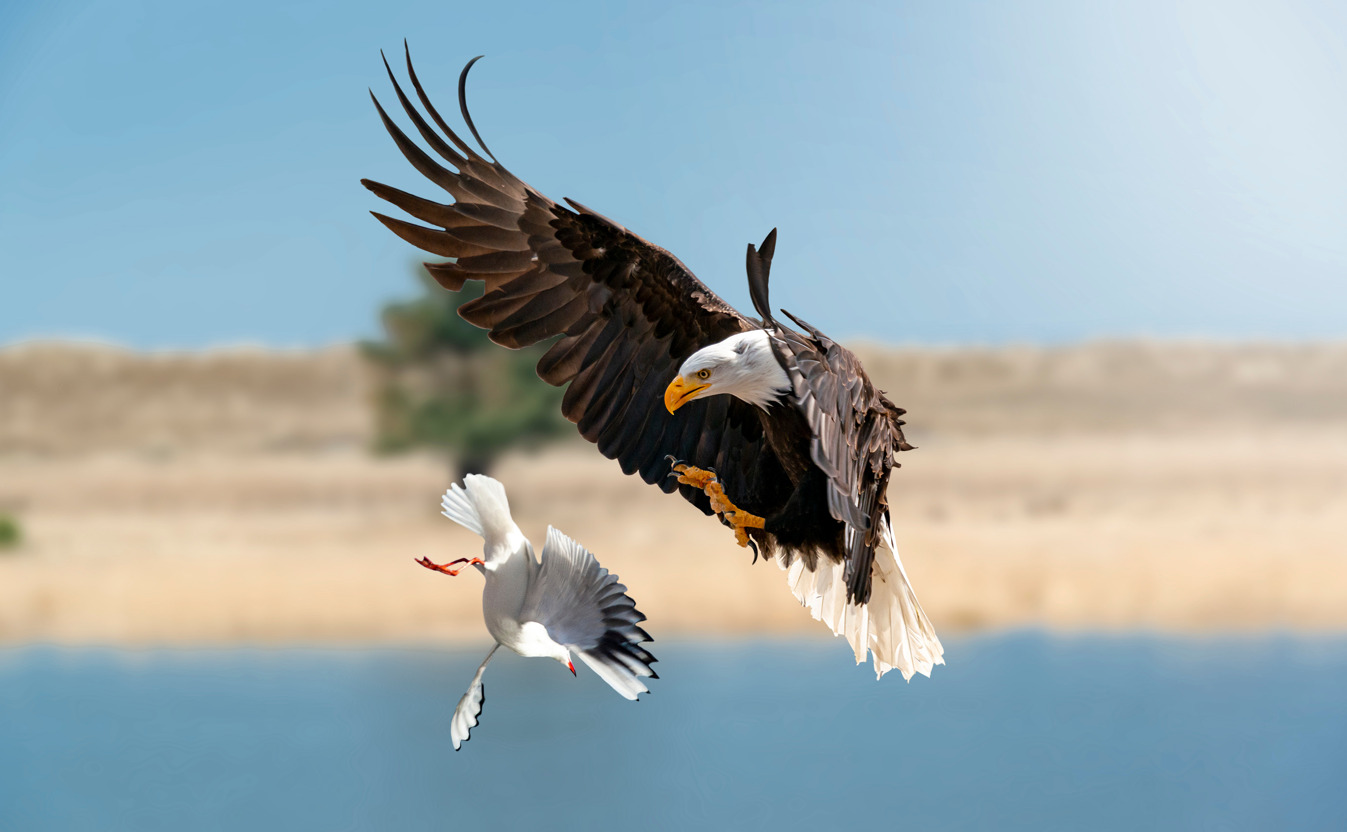 Hawkish ou dovish? Entenda os 'tons' da política monetária